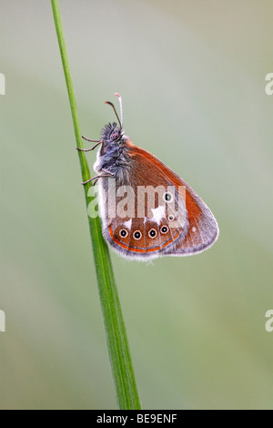 Adult Chestnut Heath Butterfly (Coenonympha glycerion) feeds on flowers ...