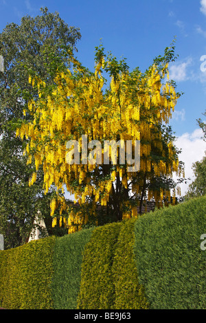 Common Laburnum (Laburnum anagyroides) behind hedge, Germany Stock ...