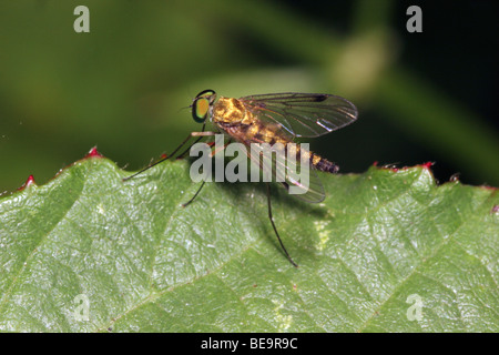 Little snipe fly Chrysopilus asiliformis Rhagionidae male UK Stock ...