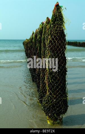 Poles of mussels in the North Sea, France Stock Photo - Alamy