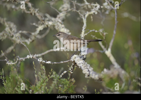Karoo Robin on branch Stock Photo - Alamy
