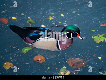 Male American Wood Duck (Aix sponsa) at Lake Morton, Florida, USA Stock ...
