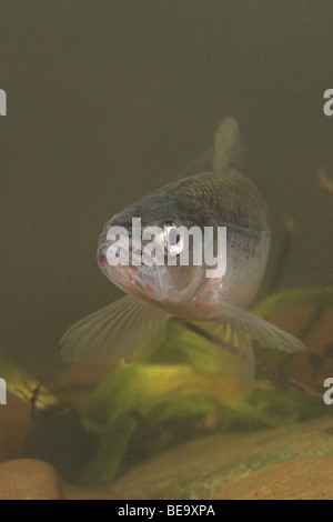 photo of an anadromous European Smelt with its teeth visible Stock ...