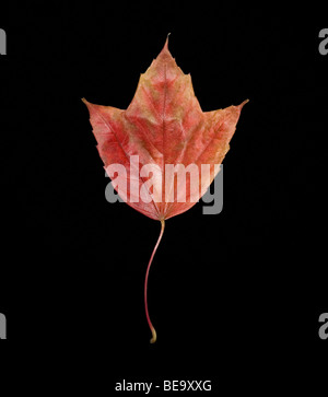 Close-up of a single red leaf during Autumn, showing its beauty and ...