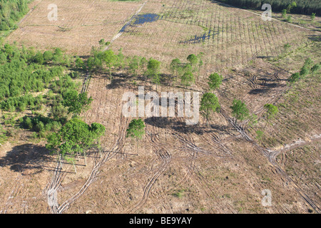 Deforestation of pine forest, forest transformation and development of ...