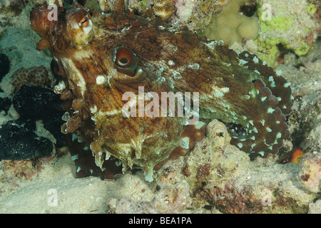 Octopus in the Red Sea, Egypt Stock Photo - Alamy