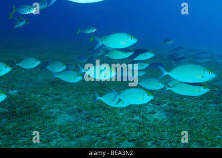 School of forktail rabbitfish, off Marsa Alam, Red Sea, Egypt Stock ...