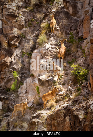 MEXICAN BIGHORN SHEEP Ovis canadensis mexicana male, on rocky ledge ...