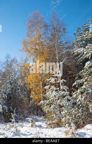 Winter landscape of Vitosha Mountain with trees covered with snow ...