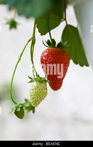 Unripe green berries growing on a bush in the summer time Stock Photo ...