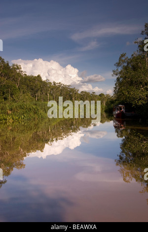 swamp forest, Tanjung Puting National Park, Kalimantan, Borneo island ...