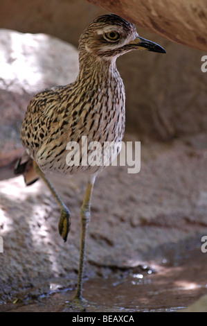 Burhinus capensis, the Cape Thick-knee (also known as Spotted Dikkop ...