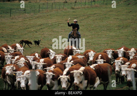 Droving Cattle Cobungra Station Omeo District Victoria Australia Stock ...