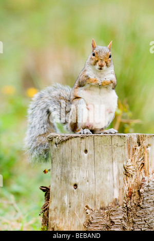 Grey Squirrel sat on garden chair with potted fuschia plant looking as ...
