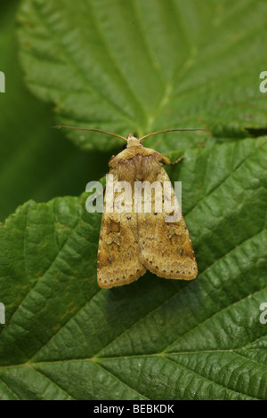 Ingrailed Clay - Diarsia mendica Stock Photo - Alamy