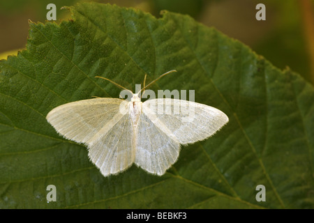Little emerald moth (Jodis lactearia). Insect in the family Geometridae ...