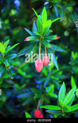 Flower, Saltwood, Folkestone, Kent, England, Europe Stock Photo - Alamy