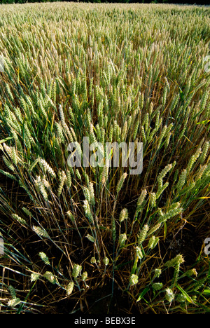 uk, england, surrey, crowhurst wheat field Stock Photo - Alamy