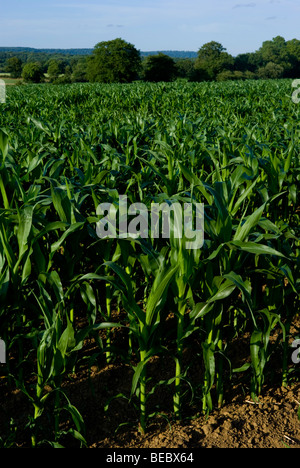 uk, england, surrey, crowhurst corn young field Stock Photo - Alamy
