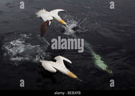 Gannets diving for fish Stock Photo - Alamy