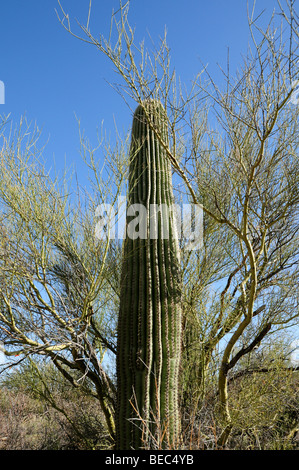 A young saguaro cactus (Carnegiea gigantea) is protected by an ironwood ...
