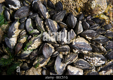 A cluster of Mussels Stock Photo - Alamy
