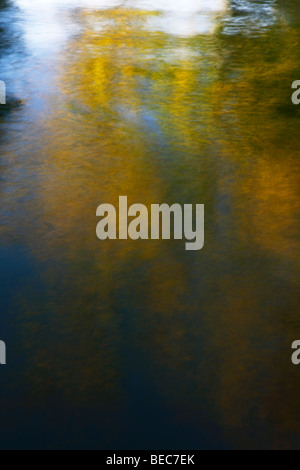 abstract image of tree with water reflection, blurred background and ...