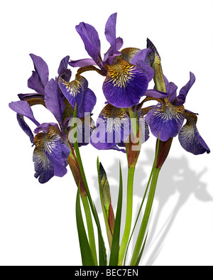 Close up of blue and yellow Irises showing petal detail and its vibrant ...