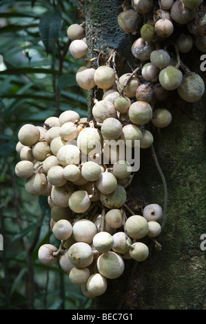 Anangu Lake and Napo Wildlife Centre, Yasuni National Park, Amazon ...
