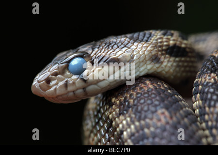 Pacific Gopher Snake (Pituopis catenifer catenifer) - Showing ...