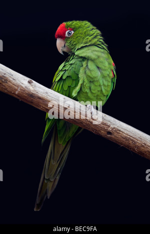 Scarlet-fronted parakeet, Scarlet-fronted conure, Wagler's conure ...