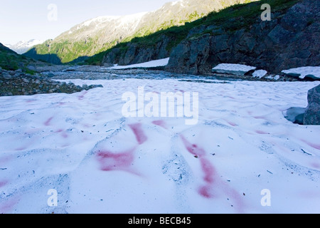 watermelon snow (Chlamydomonas nivalis Stock Photo - Alamy