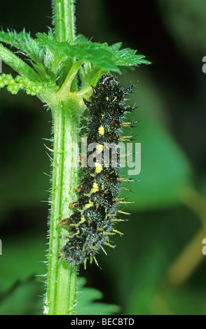 Red Admiral Vanessa Atalanta Larva Or Caterpillar On Stinging Nettle