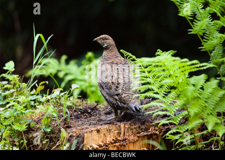 Spruce Grouse (Falcipennis canadensis franklinii) female, Mitkof Island ...