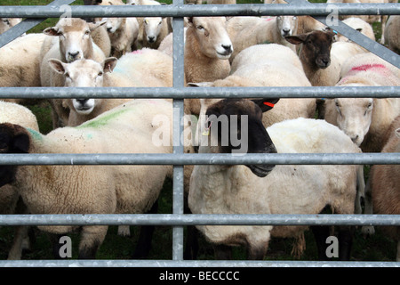 Close-up of a sheep behind bars, the life of animals in captivity Stock ...