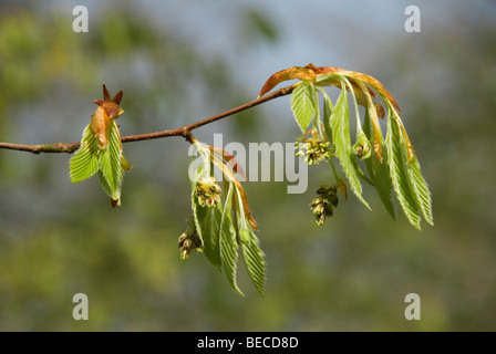 Chinese beech tree, Fagus Engleriana, National arboretum, Westonbirt ...