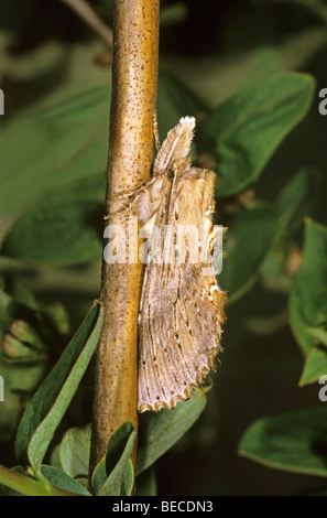 Pale Prominent (Pterostoma palpinum), moth on wood, side view, Gers ...