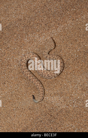 Sidewinder snake (Peringuey's adder) (Bitis peringueyi), Skeleton Coast ...