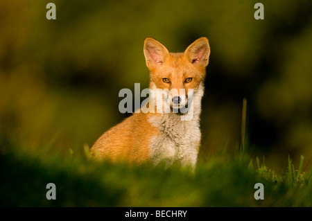 European Red Fox (Vulpes vulpes Stock Photo - Alamy