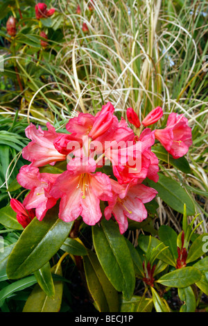 RHODODENDRON SEPTEMBER SONG Stock Photo - Alamy