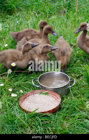 3 week old Khaki Campbell ducklings Stock Photo - Alamy