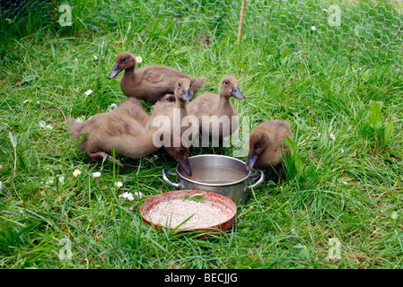 3 week old Khaki Campbell ducklings Stock Photo - Alamy