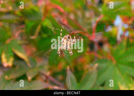 British Garden Spider Stock Photo - Alamy