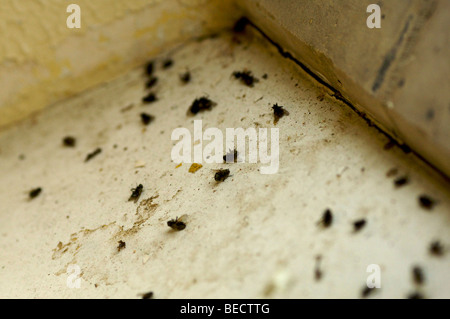dead flies on a window sill Stock Photo - Alamy