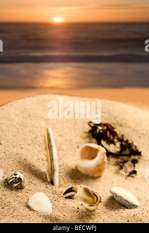 Shells at the beach at the Danish North Sea coast, Denmark Stock Photo ...
