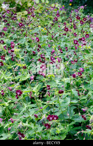 Geranium x monacense - `Muldoon' - (Syn G. punctatum `Variegatum ...