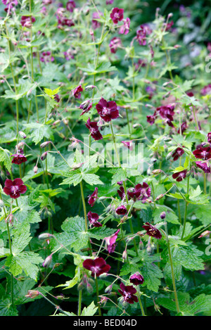 Geranium x monacense - `Muldoon' - (Syn G. punctatum `Variegatum ...