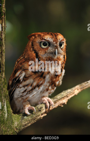Eastern screech owl - Megascops asio Stock Photo - Alamy