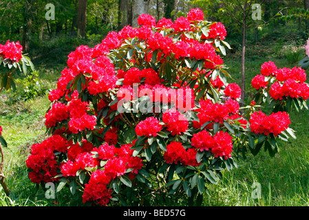 Rhododendron - `The Hon Jean Marie de Montague' AGM RHO073968 Stock ...