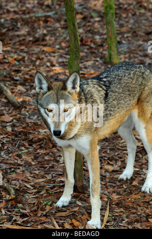 The red wolf, Canis rufus, is a critically endangered mammal native to ...